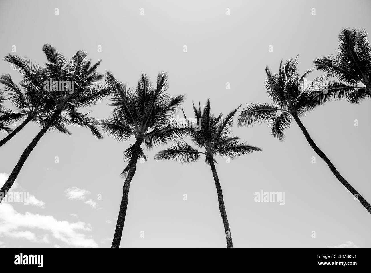 Tropical palm leaf background, coconut palm trees. Summer tropical island, vacation pattern ...