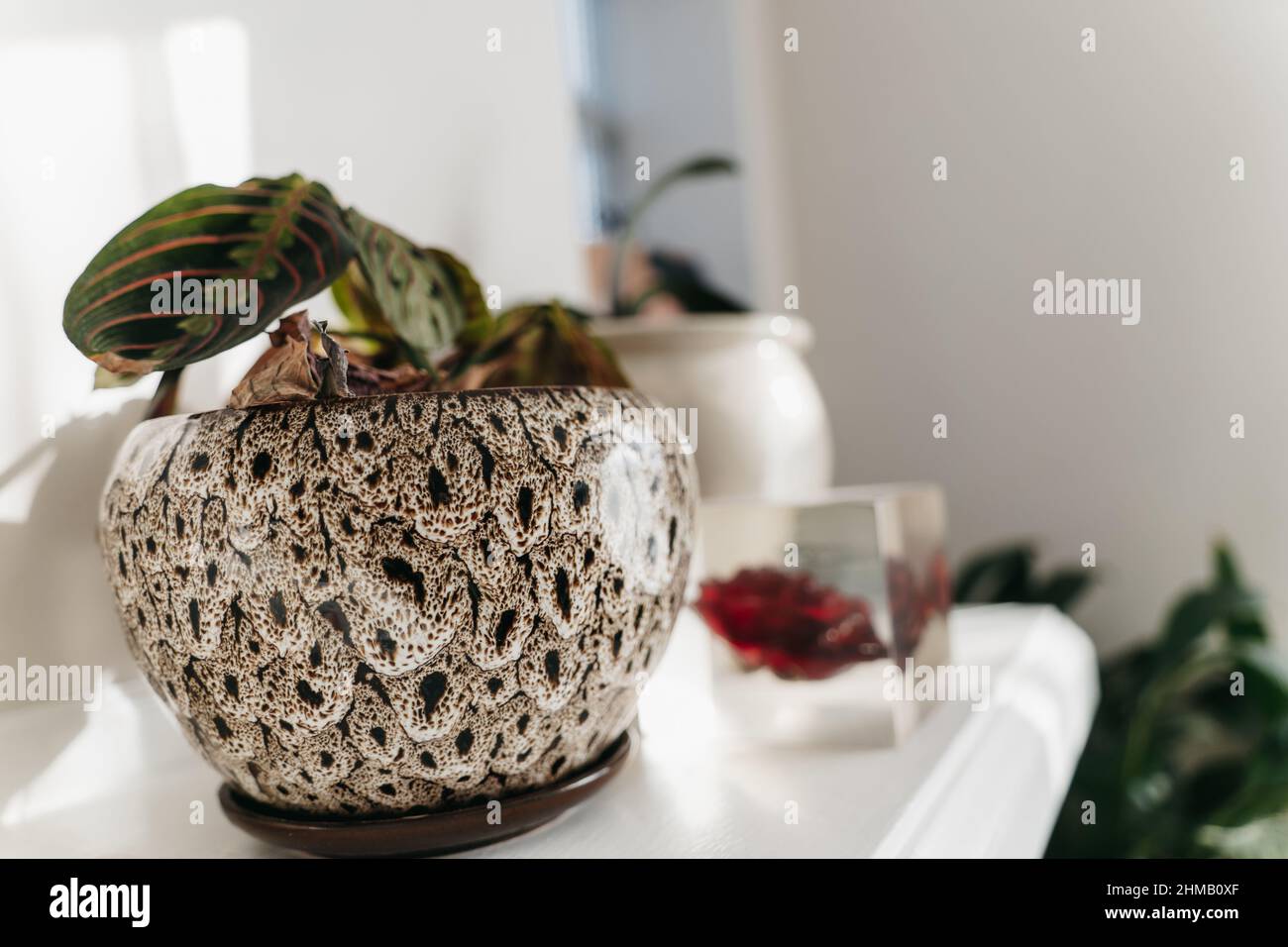 Photo of a painted plant pot on a white shelf with other decorative ...