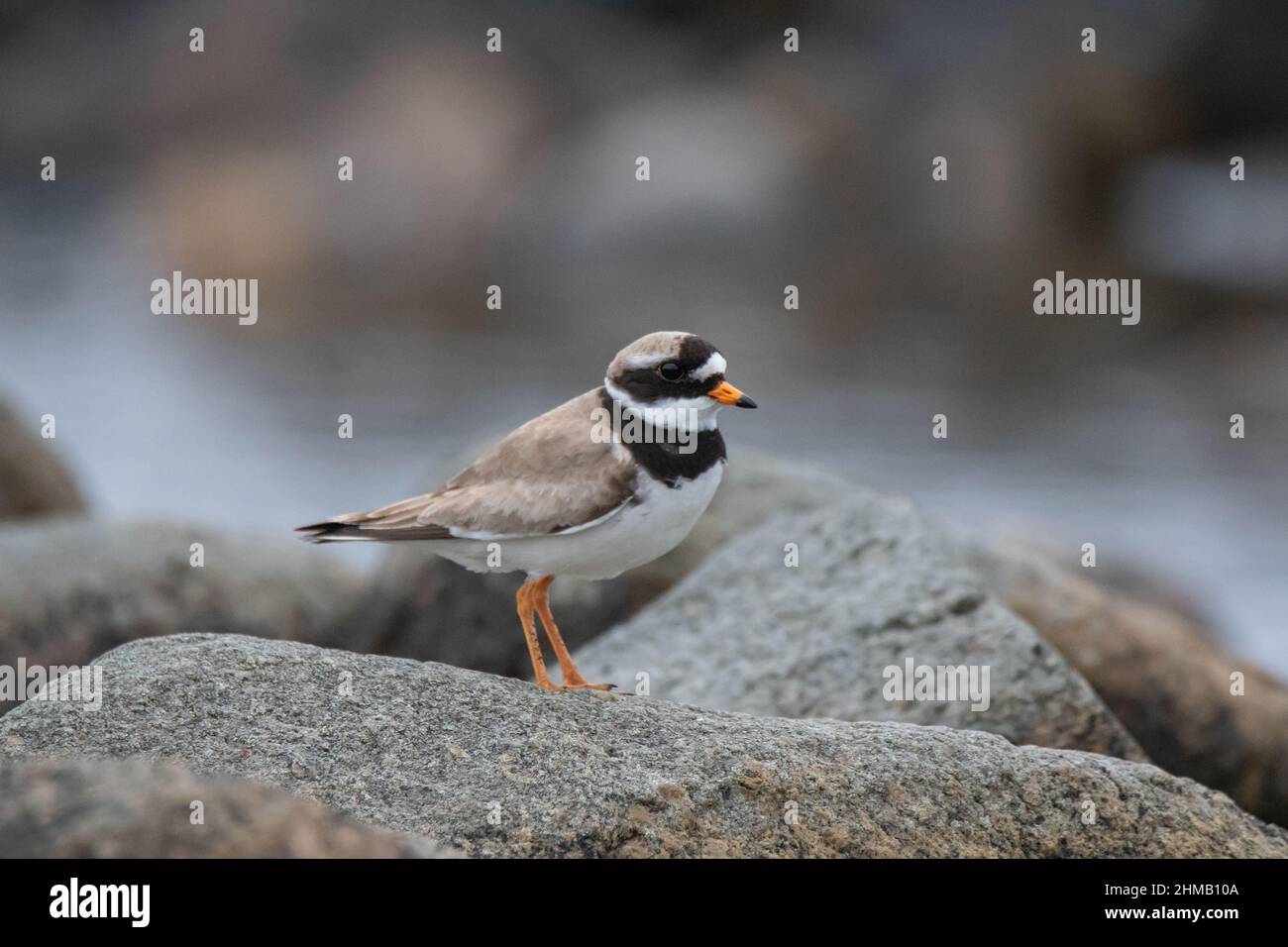 Closeup shot of a Ringed Plover standing on a rock with a blurry ...