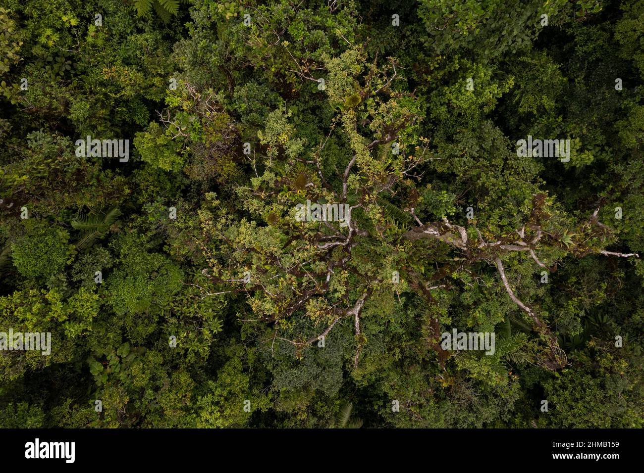 Aerial view of tropical rainforest at Santa Fe National Park, Panama ...