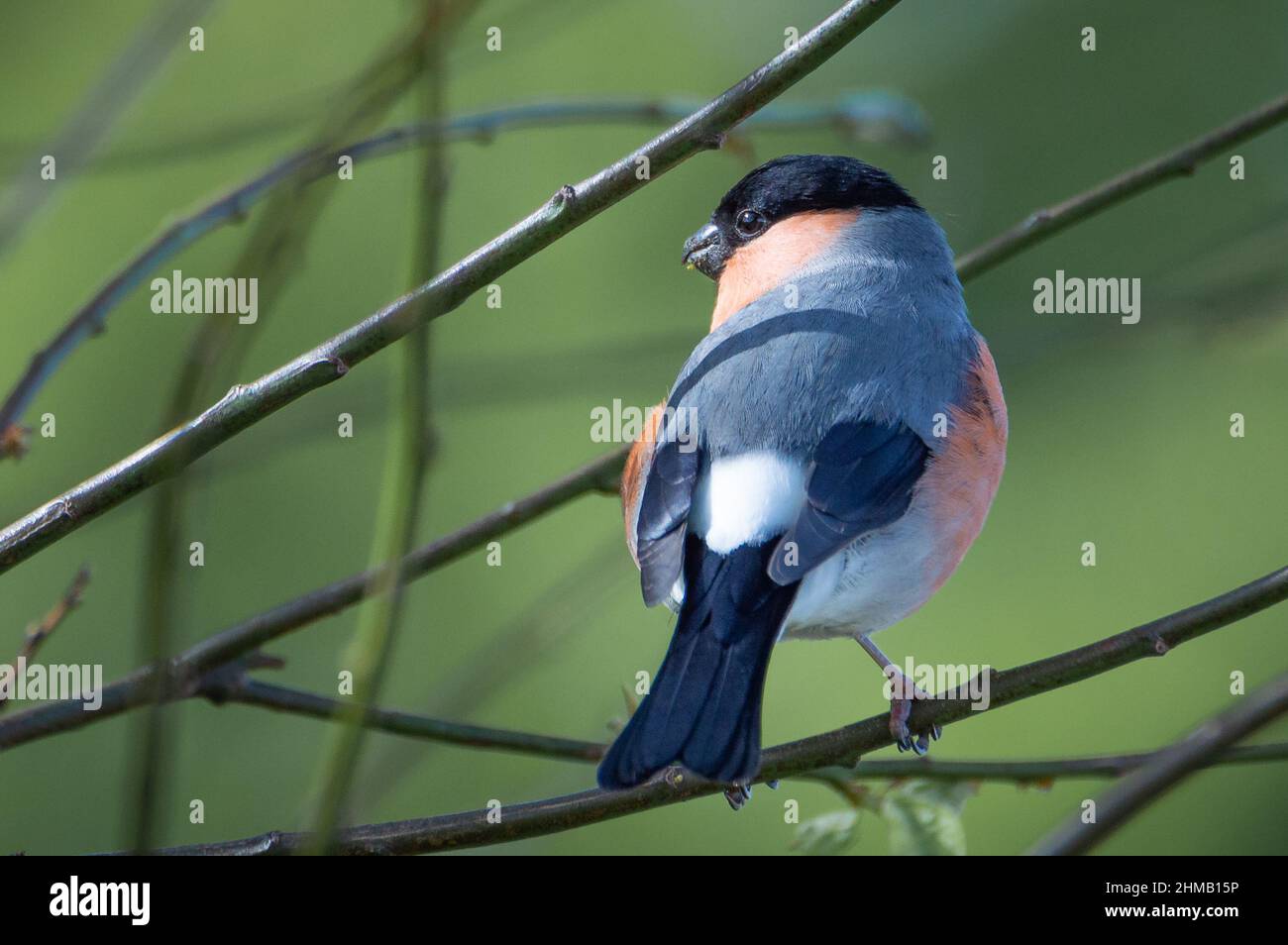 Finch bullfinch hi-res stock photography and images - Alamy