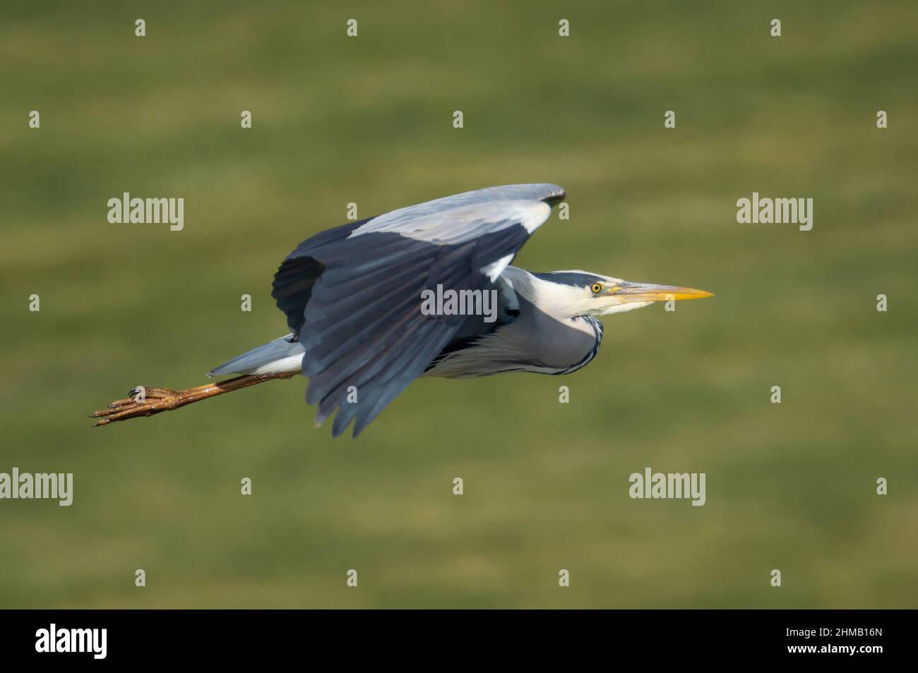 White heron flight hi-res stock photography and images - Alamy