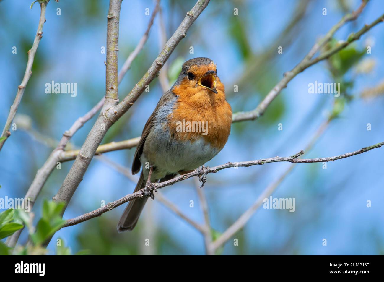 Robin in a tree singing Stock Photo - Alamy