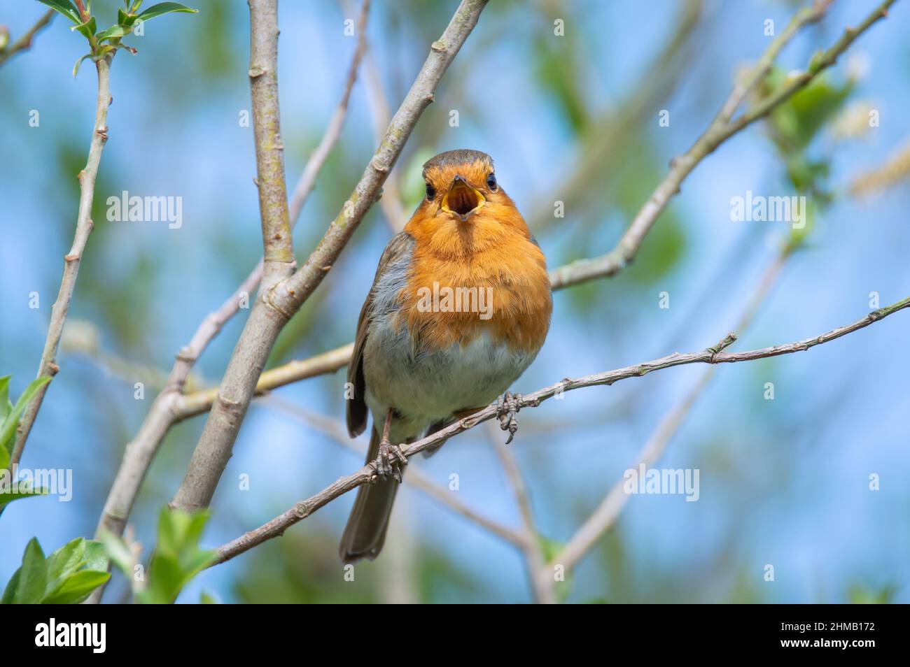 Robin looking at camera hi-res stock photography and images - Alamy
