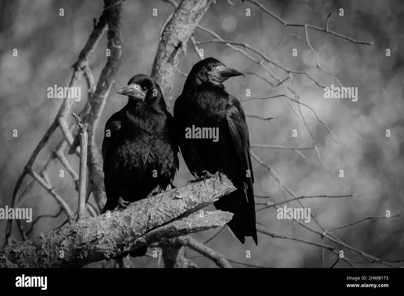 Pair of rooks on a branch Stock Photo - Alamy