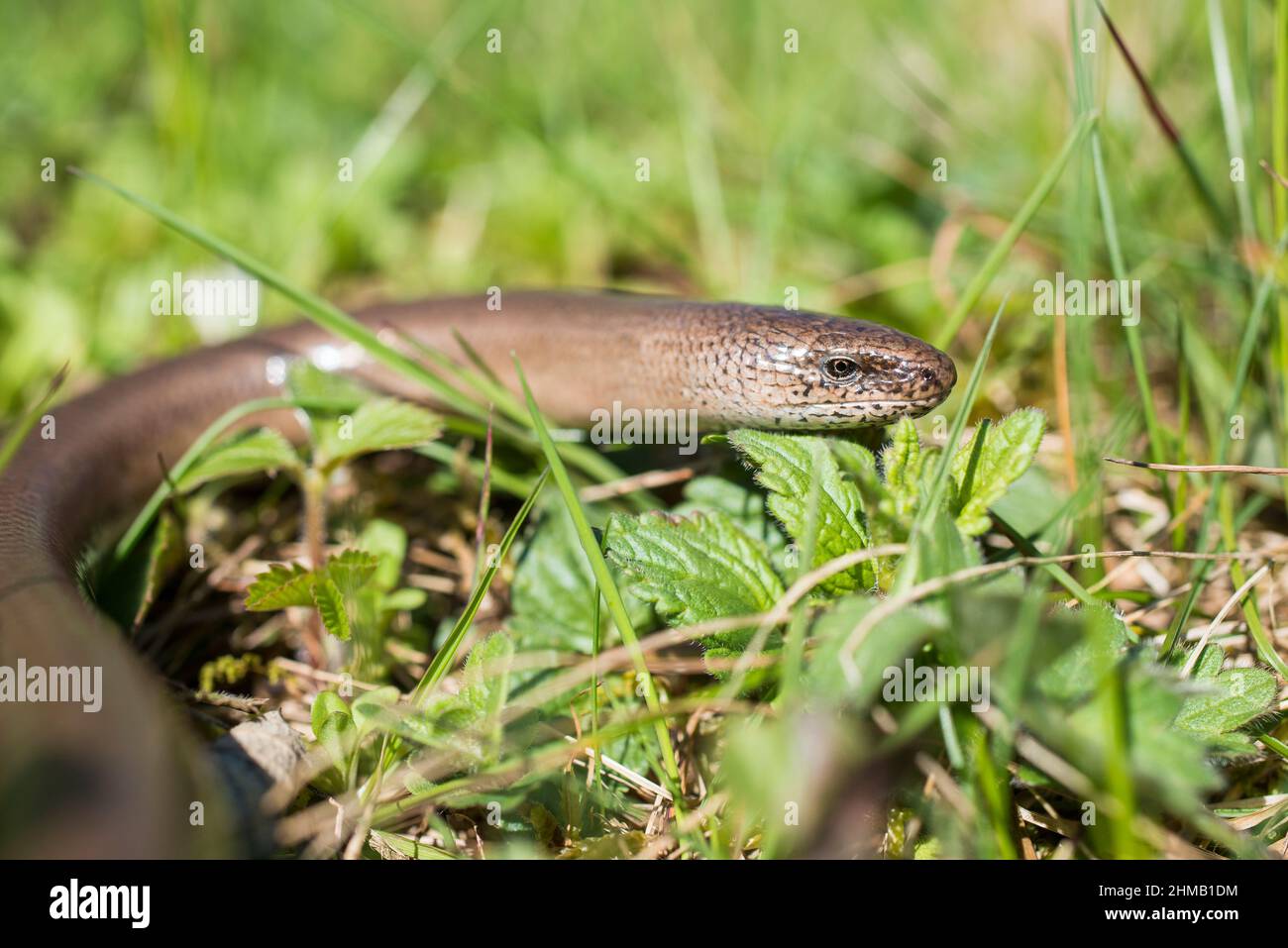Common Slowworm (Anguis fragilis), in Switzerland Stock Photo - Alamy