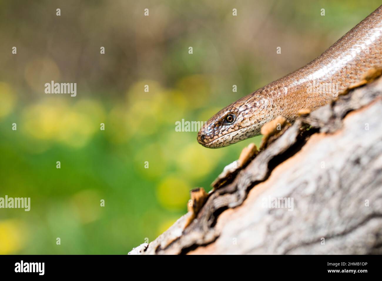 Common Slowworm (Anguis fragilis), in Switzerland Stock Photo - Alamy