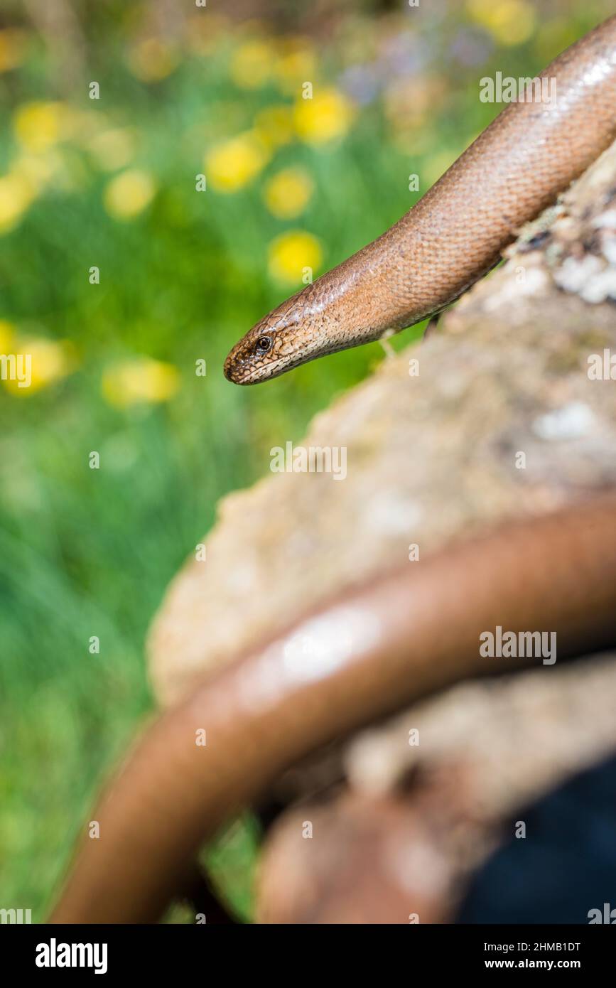 Common Slowworm (Anguis fragilis), in Switzerland Stock Photo - Alamy