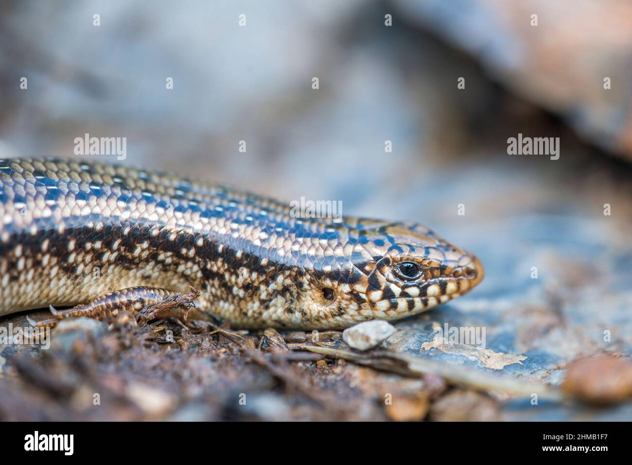 Female skink hi-res stock photography and images - Alamy