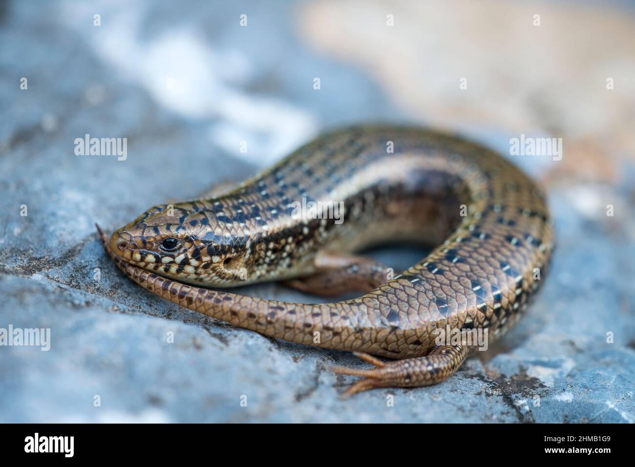 Ocellated skink (Chalcides ocellatus), female Stock Photo - Alamy