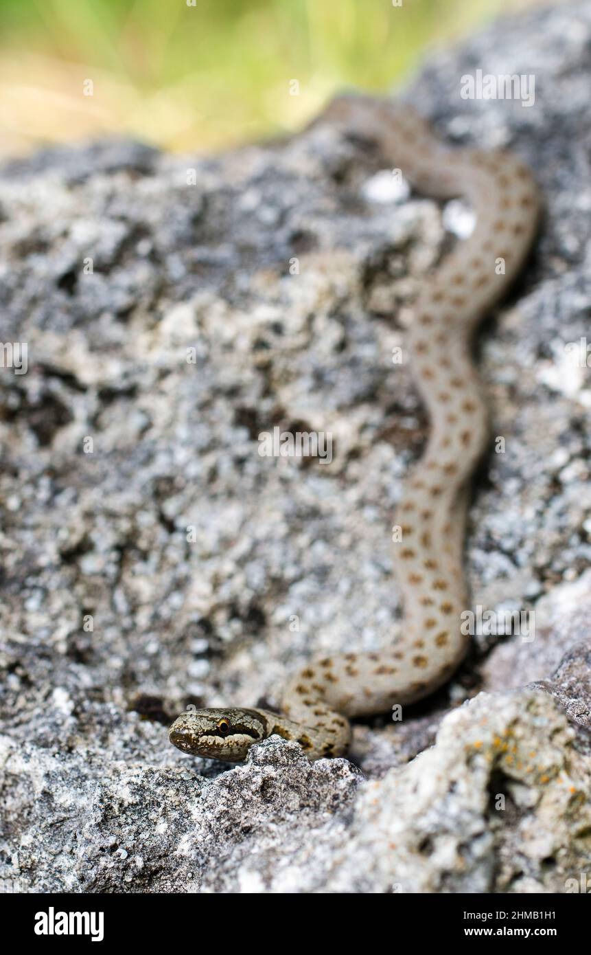 Smooth snake (Coronella austriaca) on a rock, young Stock Photo - Alamy