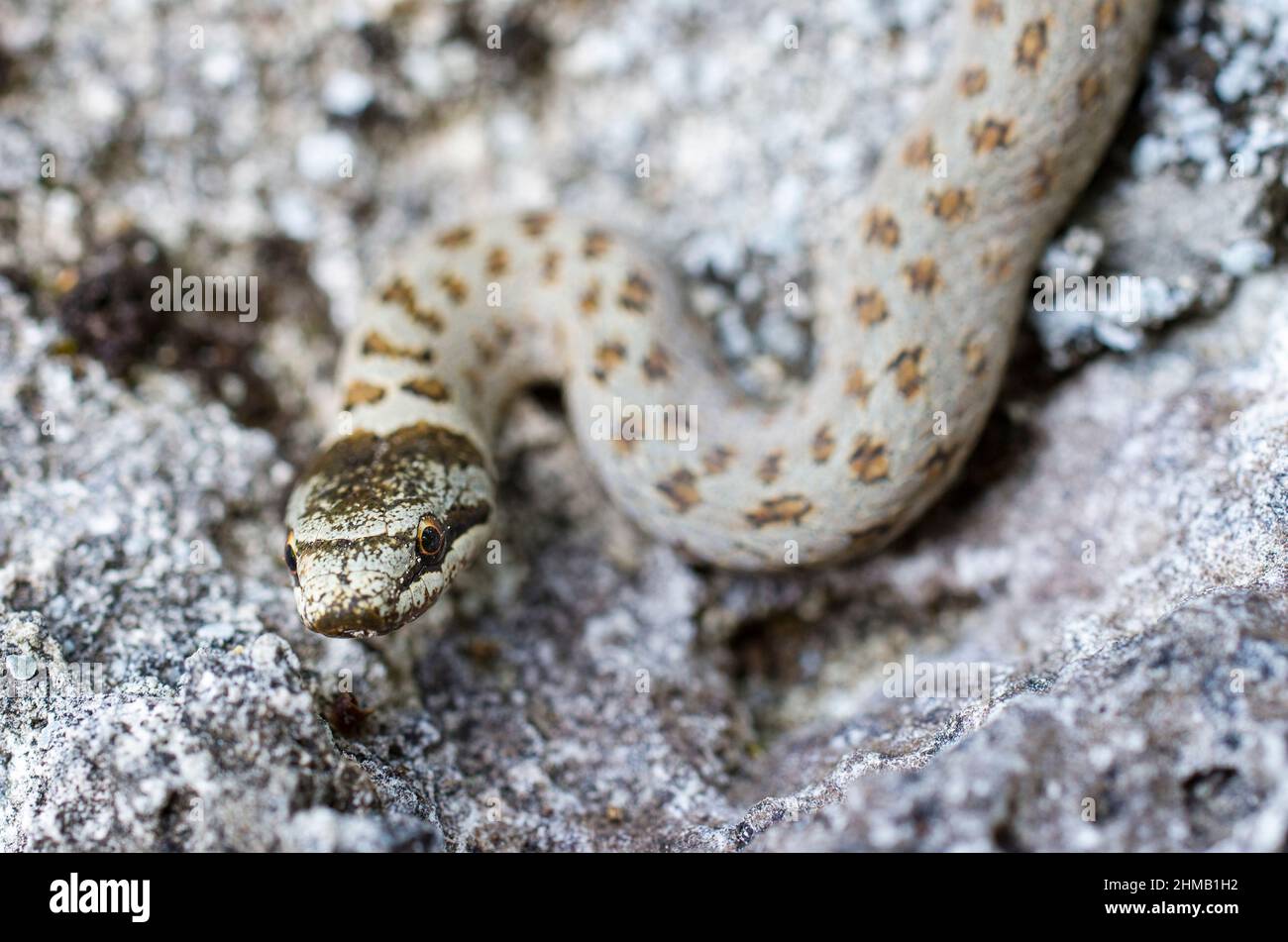 Smooth snake (Coronella austriaca) on a rock, young Stock Photo - Alamy