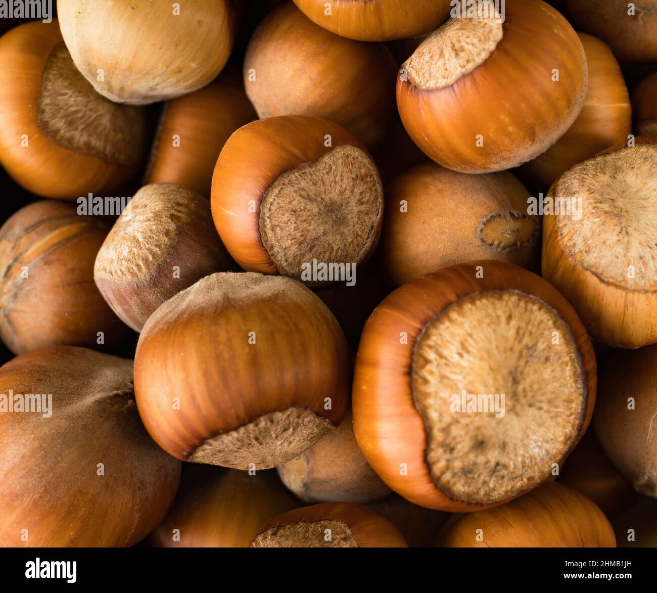 Hazelnut in shell hi-res stock photography and images - Alamy