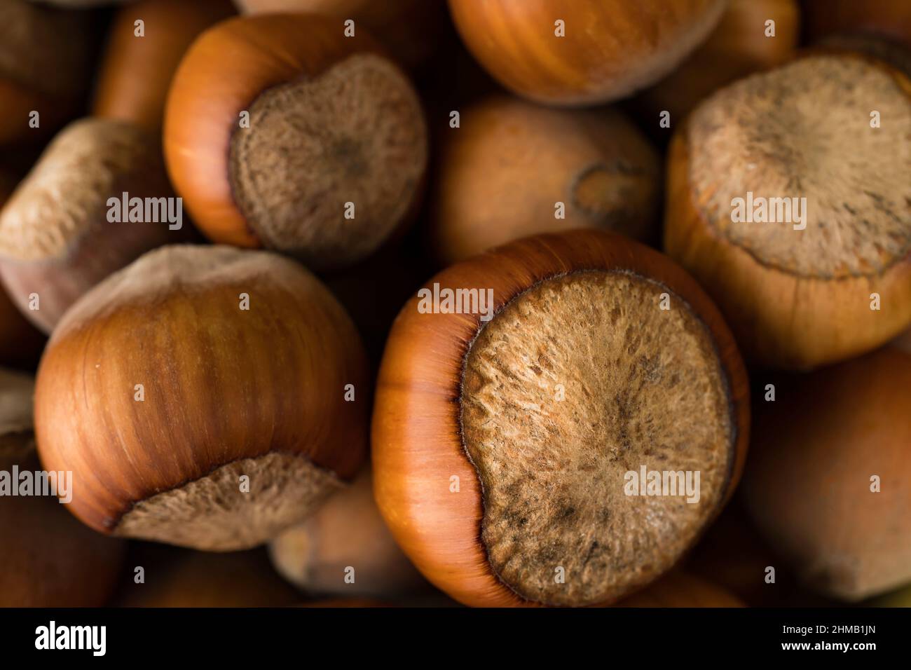 Hazelnut in shell hi-res stock photography and images - Alamy