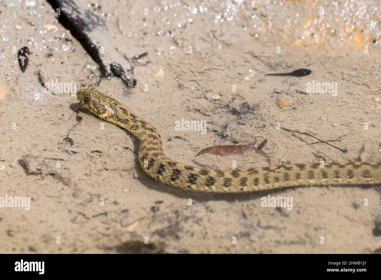 Viperine water snake or viperine snake (Natrix maura Stock Photo - Alamy