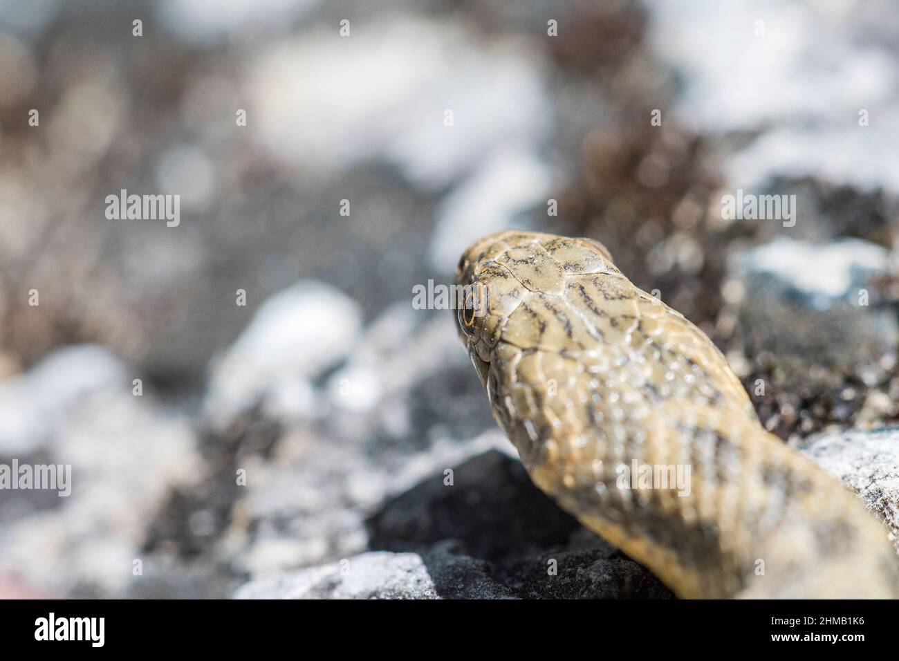 Viperine water snake or viperine snake (Natrix maura Stock Photo - Alamy