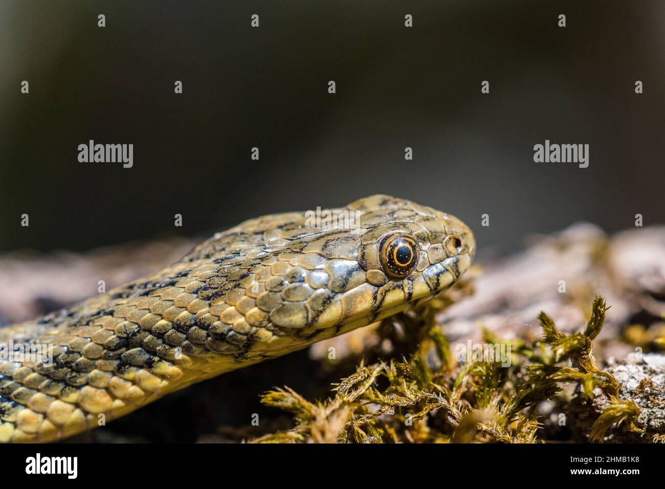 Viperine water snake or viperine snake (Natrix maura Stock Photo - Alamy