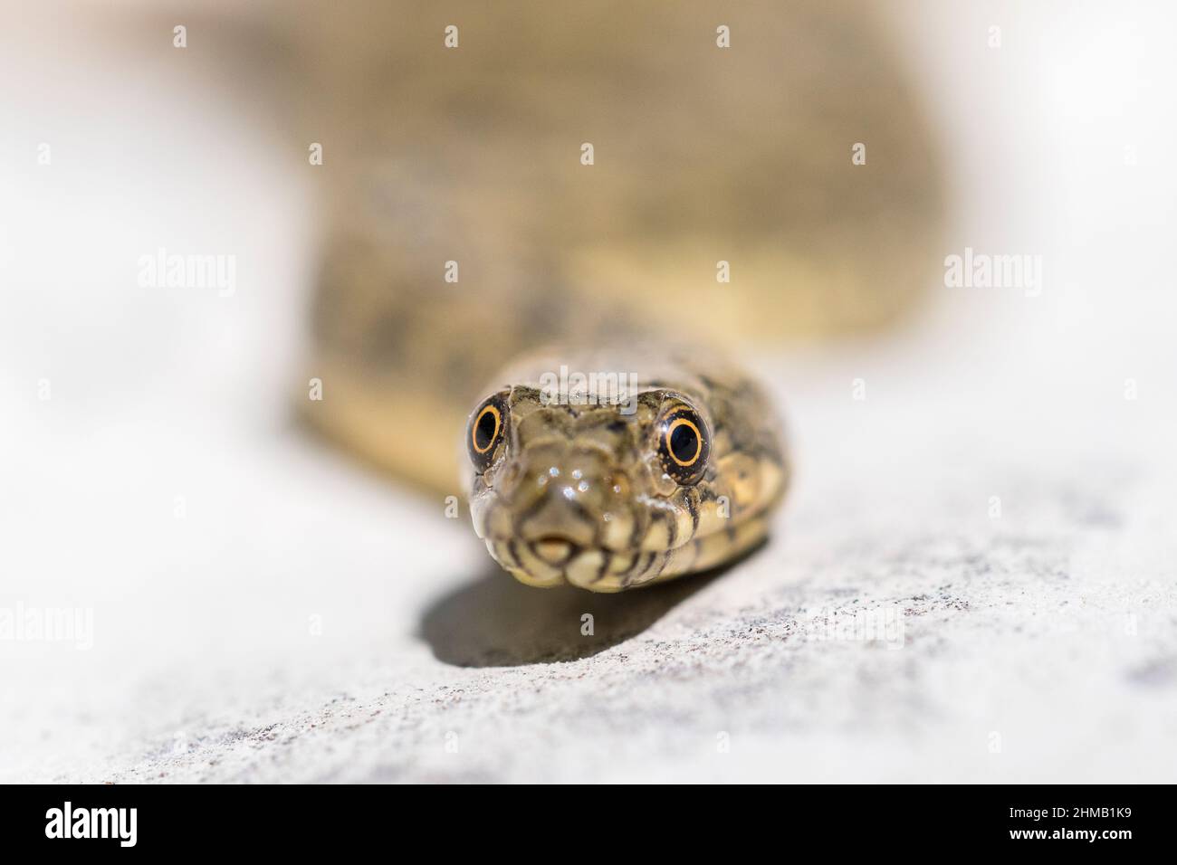 Viperine water snake or viperine snake (Natrix maura Stock Photo - Alamy