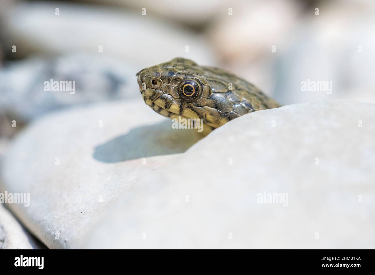 Viperine water snake or viperine snake (Natrix maura Stock Photo - Alamy
