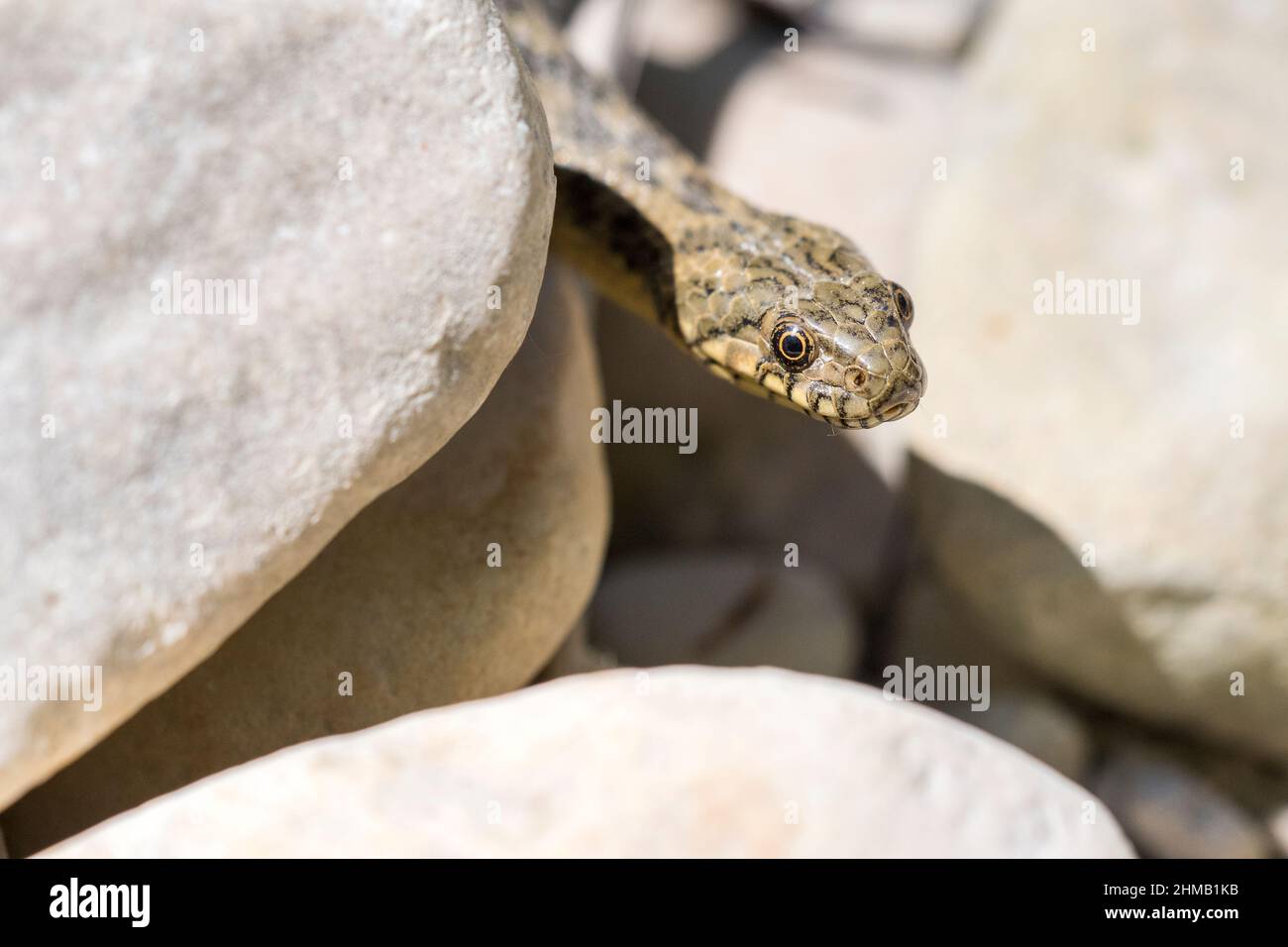 Viperine water snake or viperine snake (Natrix maura Stock Photo - Alamy