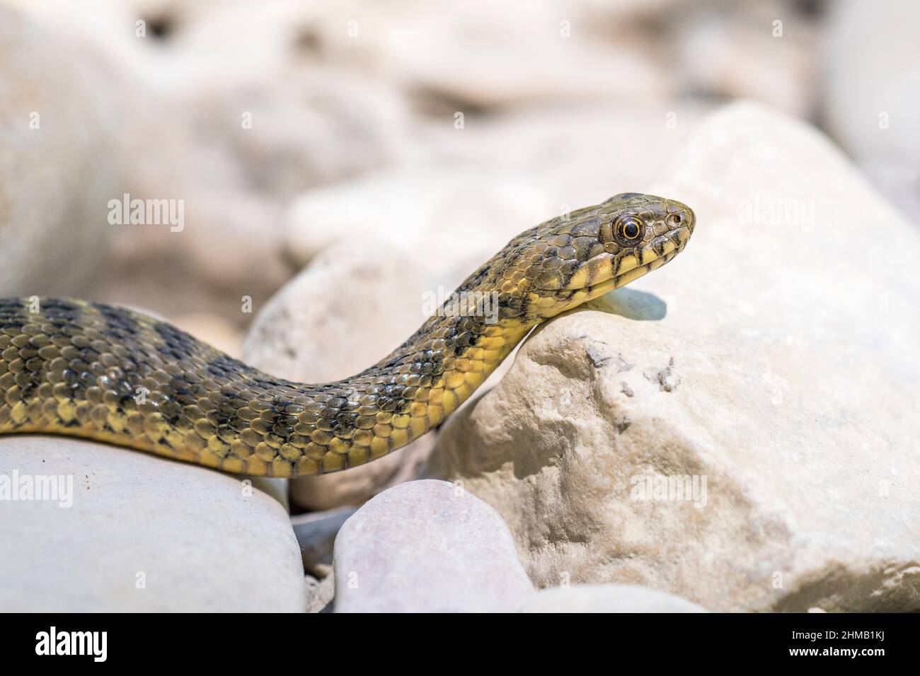 Viperine water snake or viperine snake (Natrix maura Stock Photo - Alamy