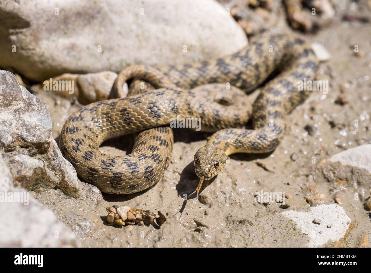 Viperine water snake or viperine snake (Natrix maura Stock Photo - Alamy