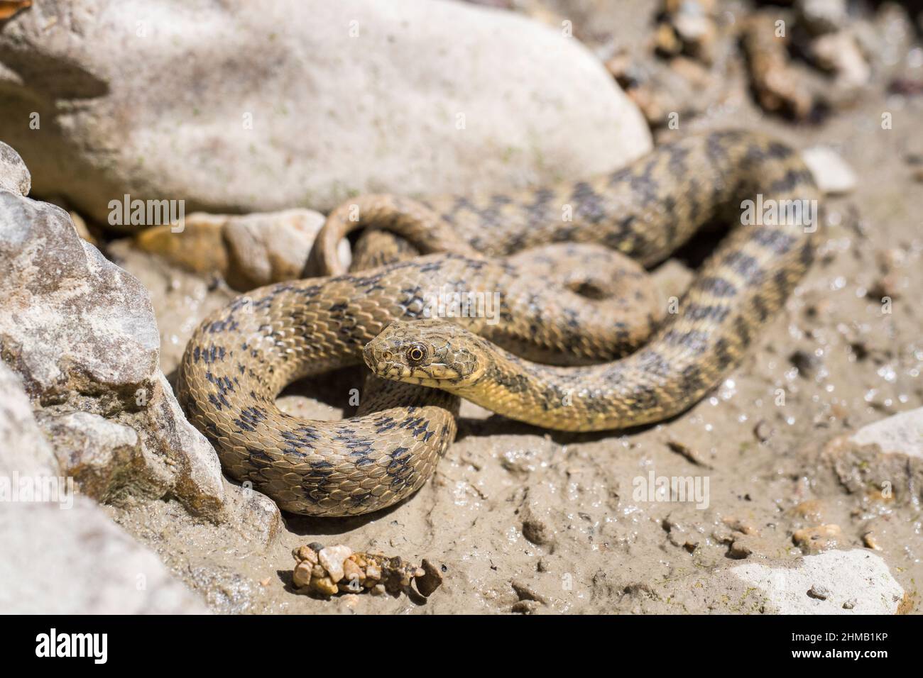 Viperine water snake or viperine snake (Natrix maura Stock Photo - Alamy