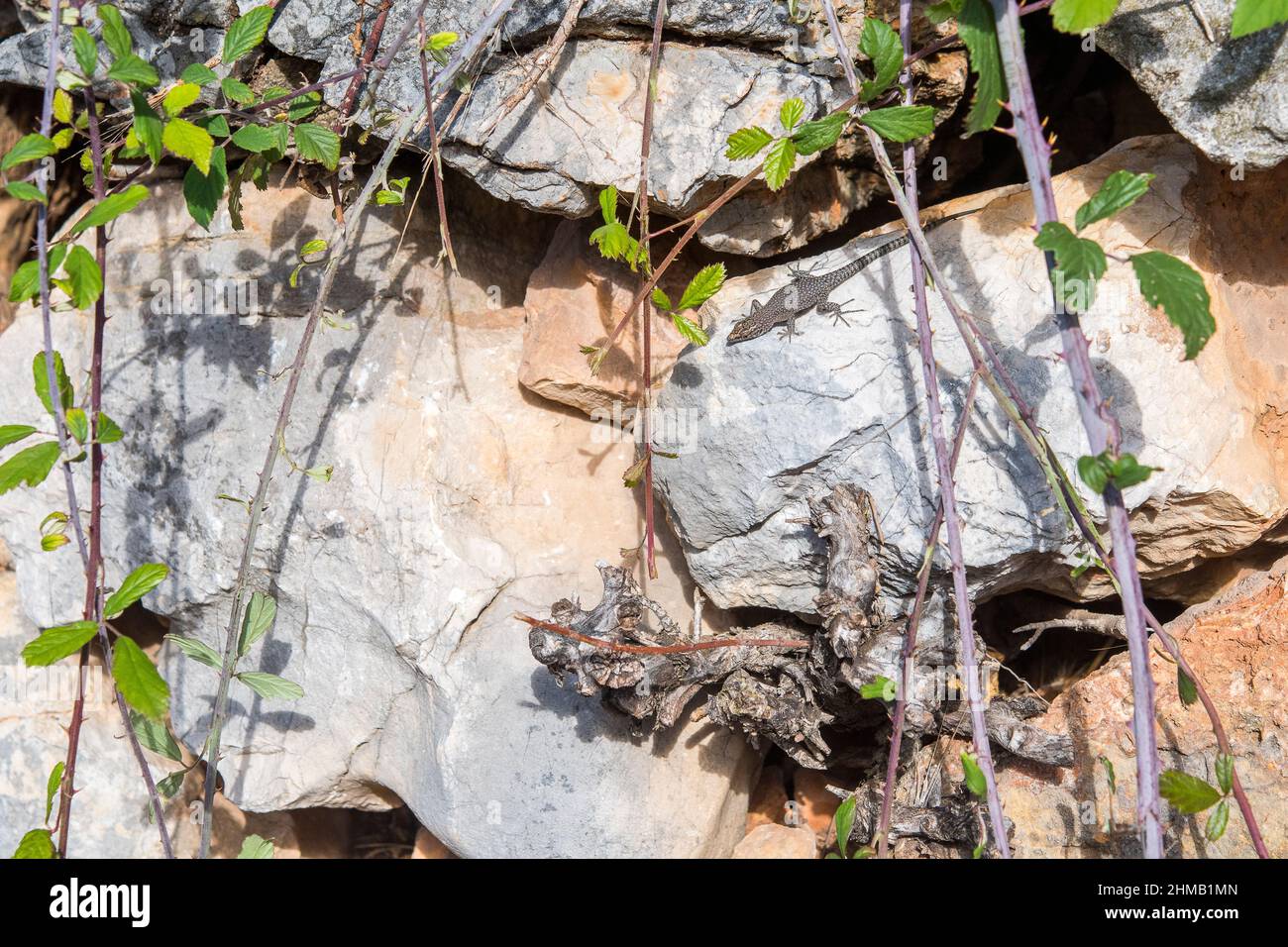 Sharp-snouted rock lizard (Dalmatolacerta oxycephala) this only ...