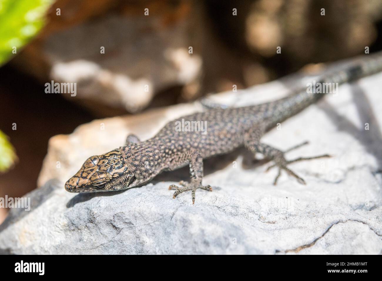 Sharp snouted rock lizard hi-res stock photography and images - Alamy