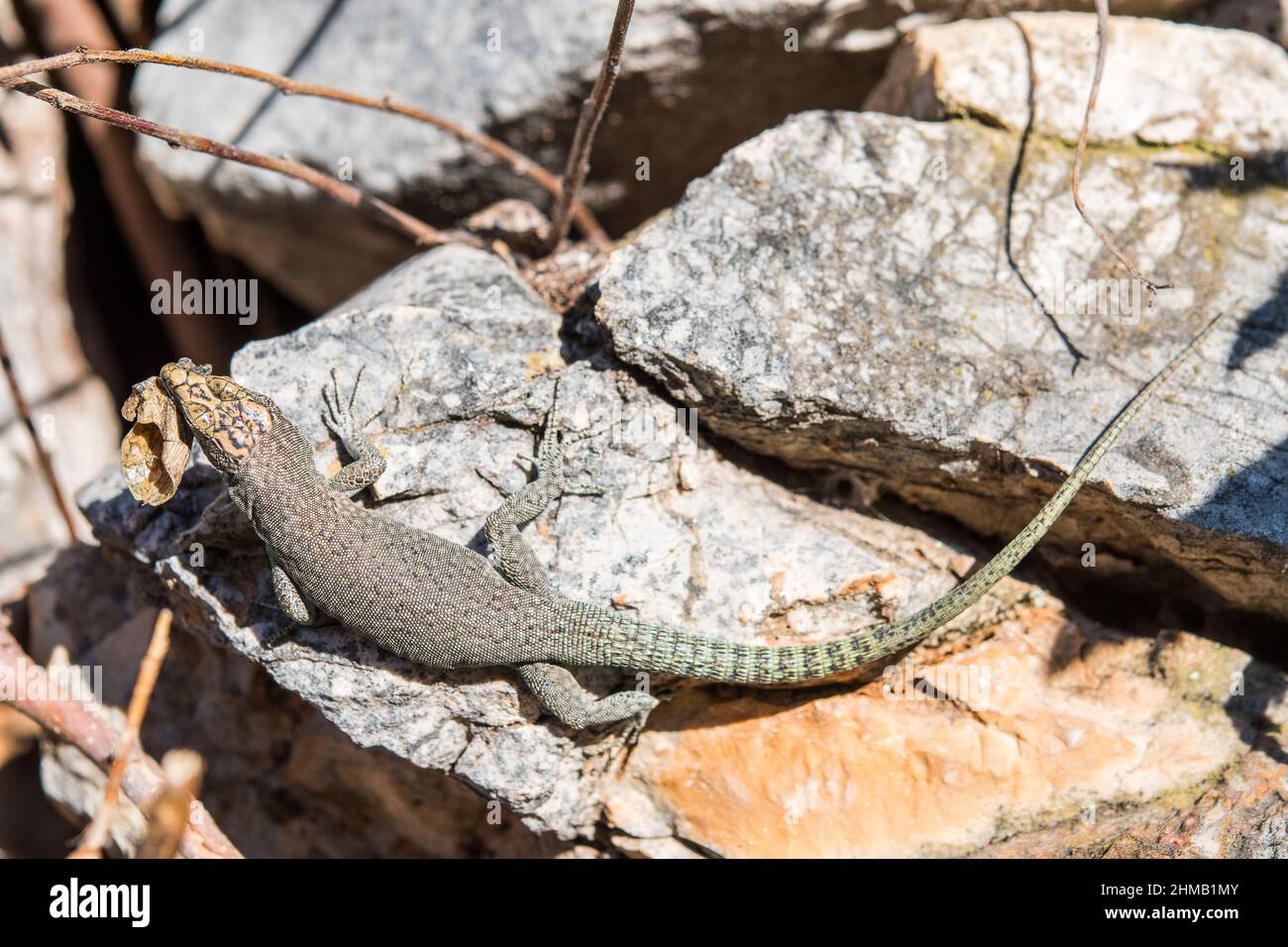 Sharp-snouted rock lizard (Dalmatolacerta oxycephala) this only ...