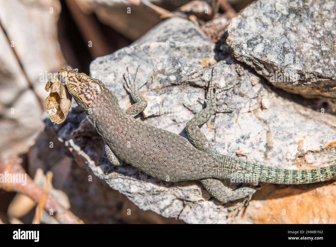 Sharp-snouted rock lizard (Dalmatolacerta oxycephala) this only ...