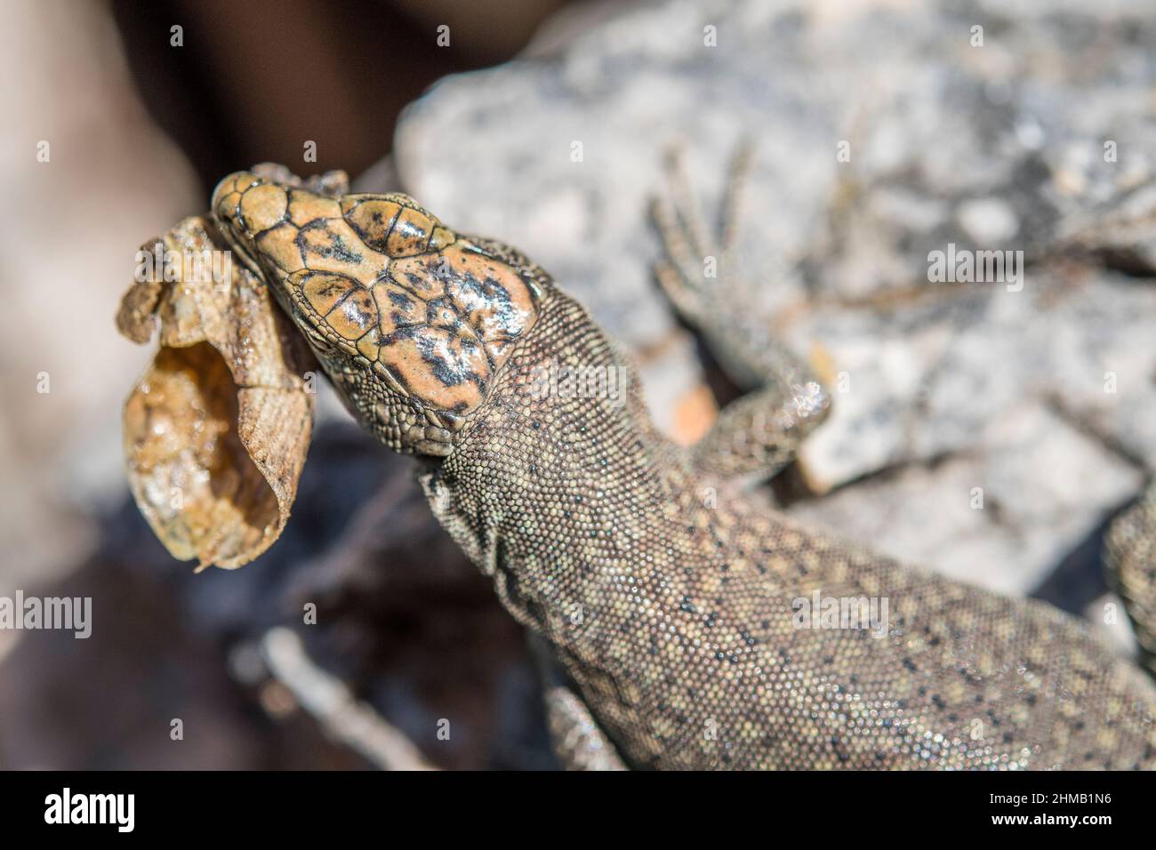 Sharp-snouted rock lizard (Dalmatolacerta oxycephala) this only ...