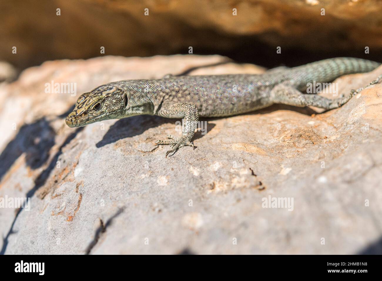 Sharp-snouted rock lizard (Dalmatolacerta oxycephala) this only ...