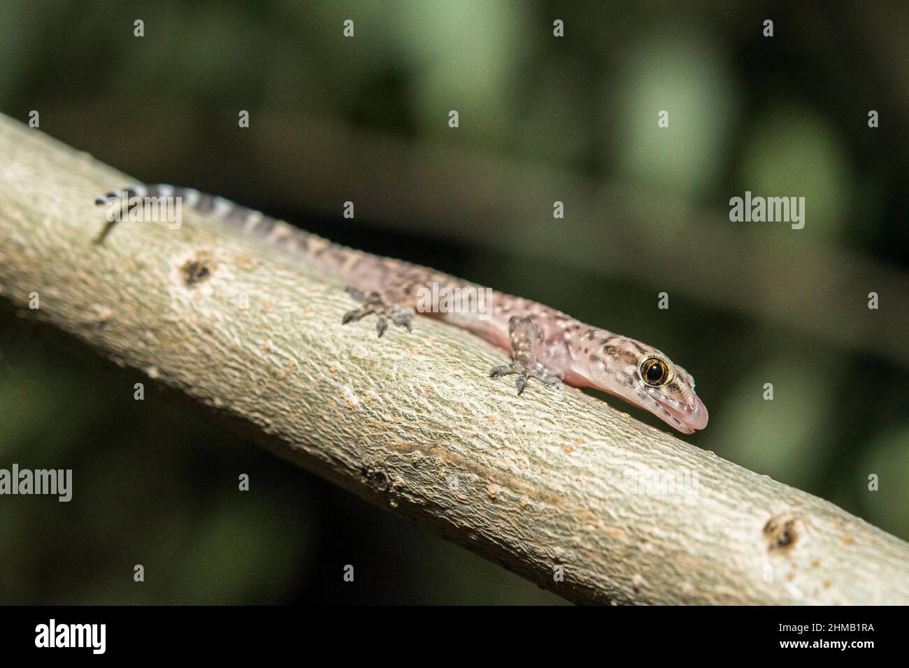 Mediterranean house gecko (Hemidactylus turcicus Stock Photo - Alamy