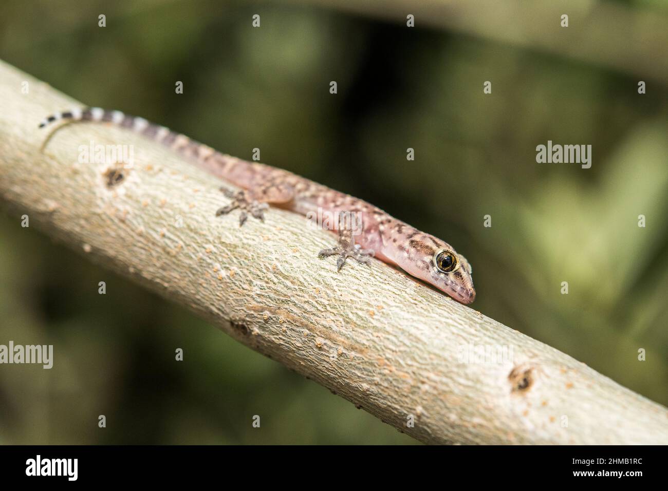 Mediterranean house gecko (Hemidactylus turcicus Stock Photo - Alamy