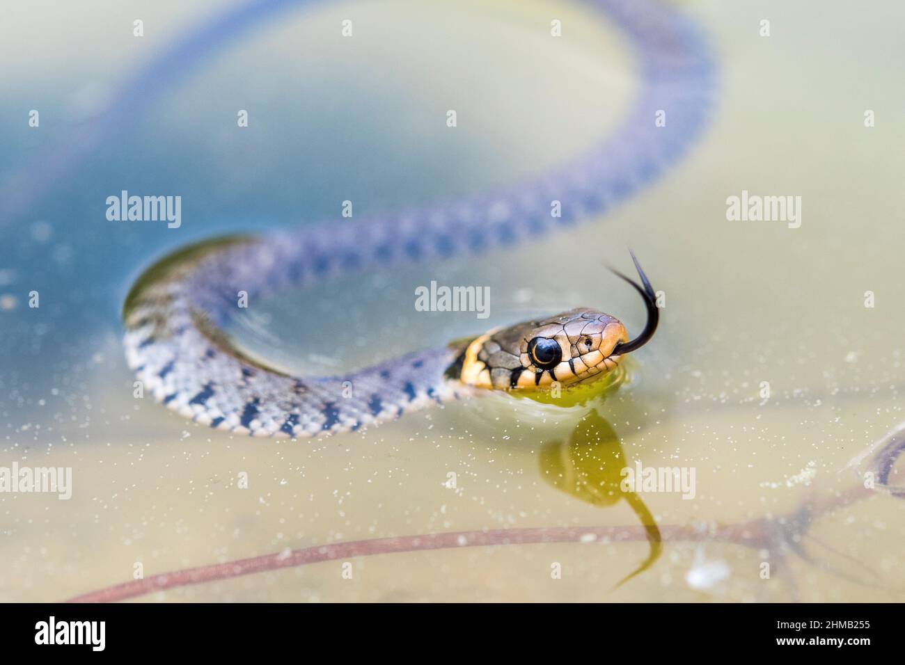 Barred grass snake (Natrix helvetica) is a non-venomous colubrid snake ...