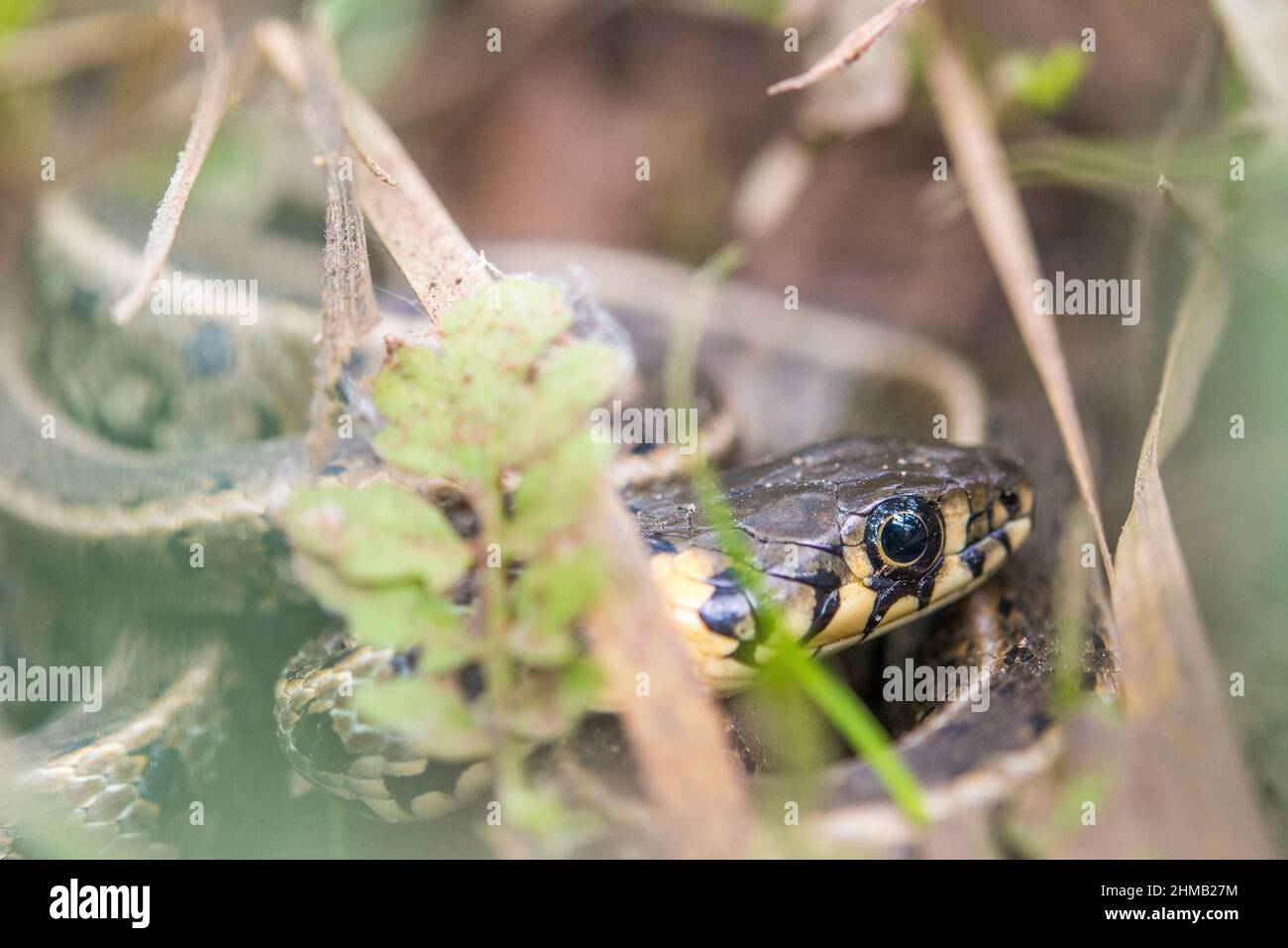 subspecies persa of the Grass snake (Natrix natrix persa Stock Photo ...