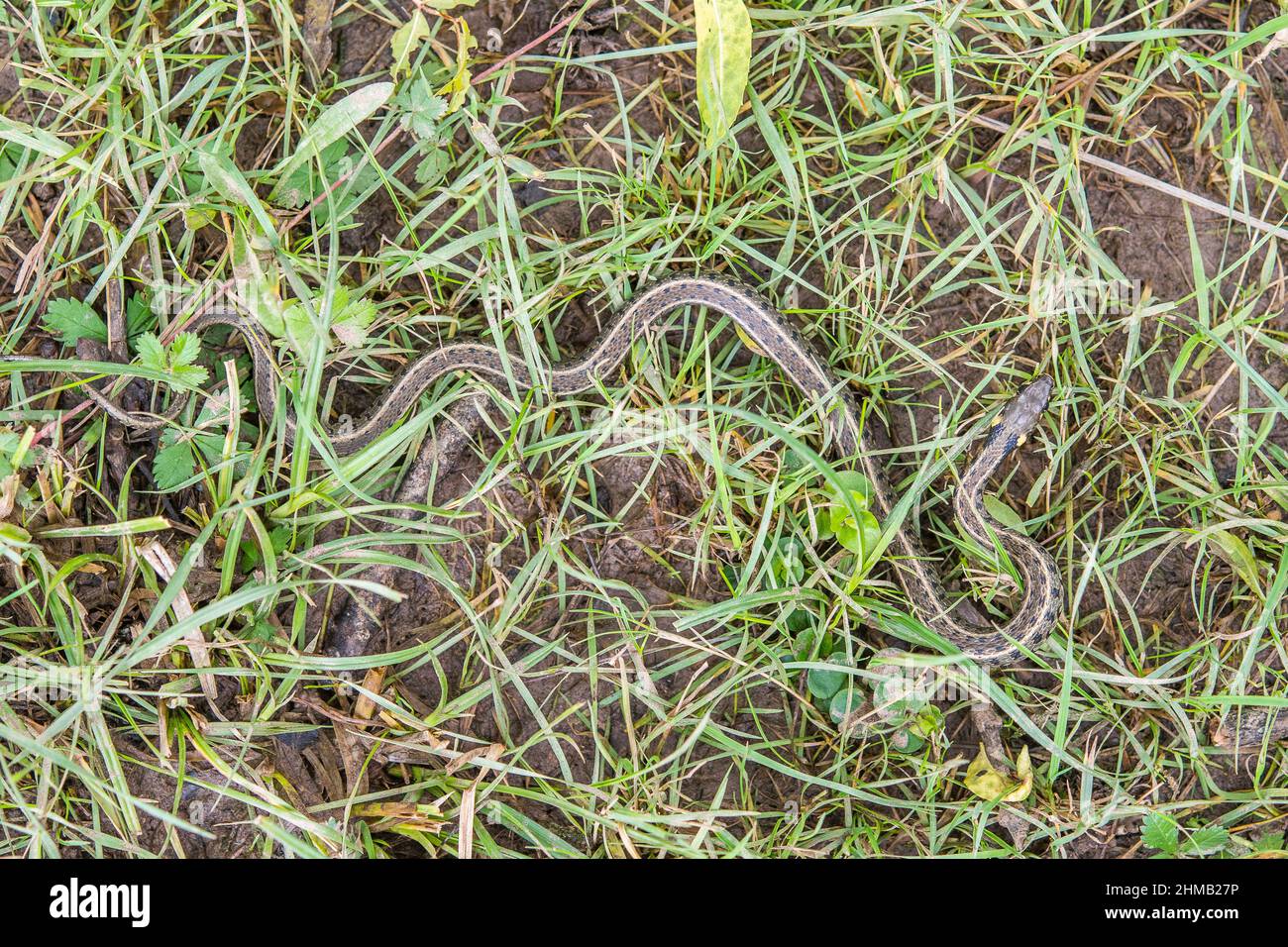 subspecies persa of the Grass snake (Natrix natrix persa Stock Photo ...