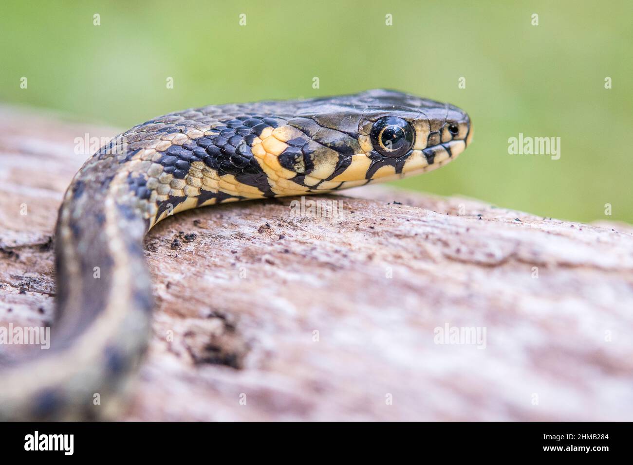 subspecies persa of the Grass snake (Natrix natrix persa Stock Photo ...