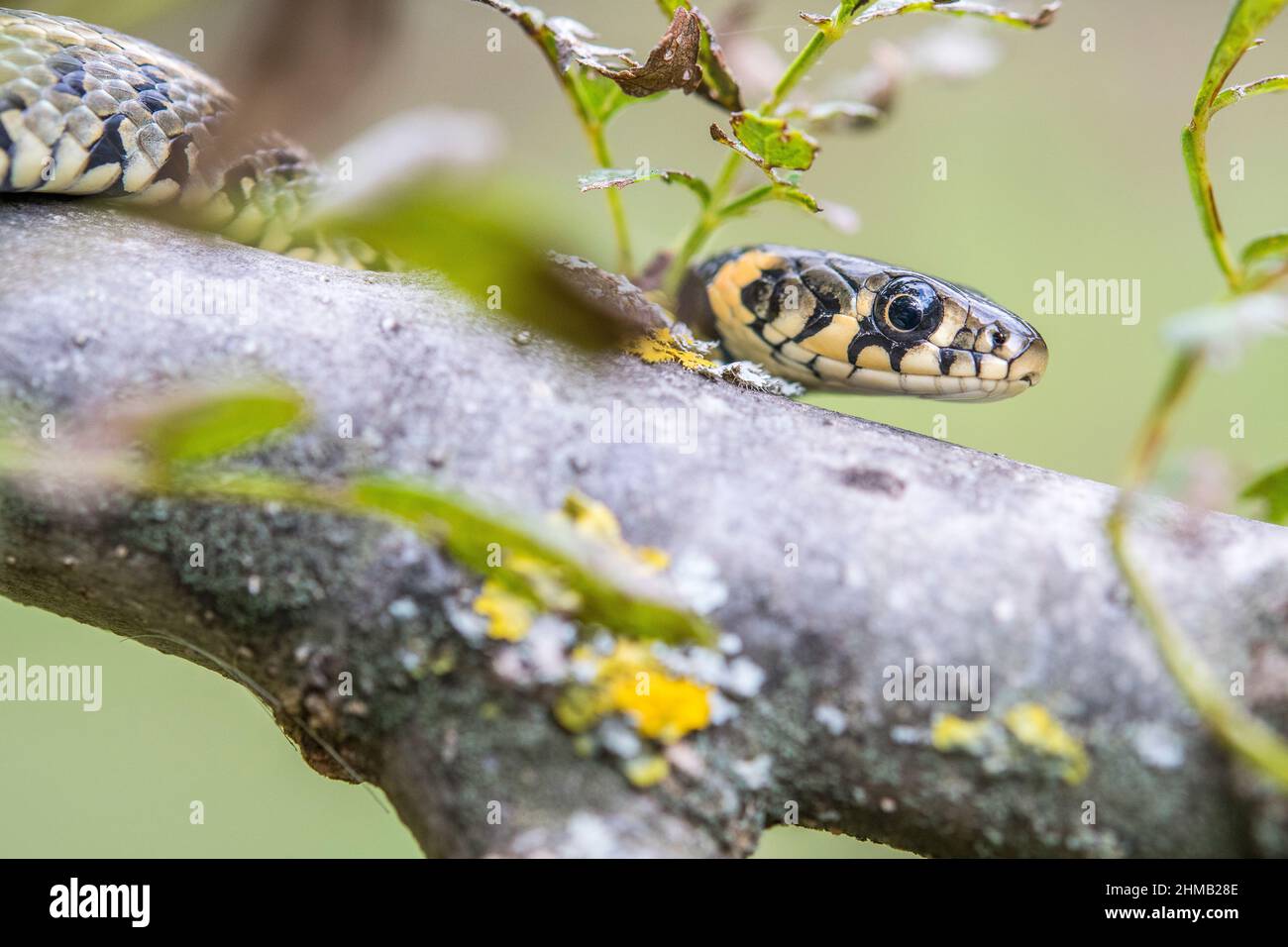 subspecies persa of the Grass snake (Natrix natrix persa Stock Photo ...