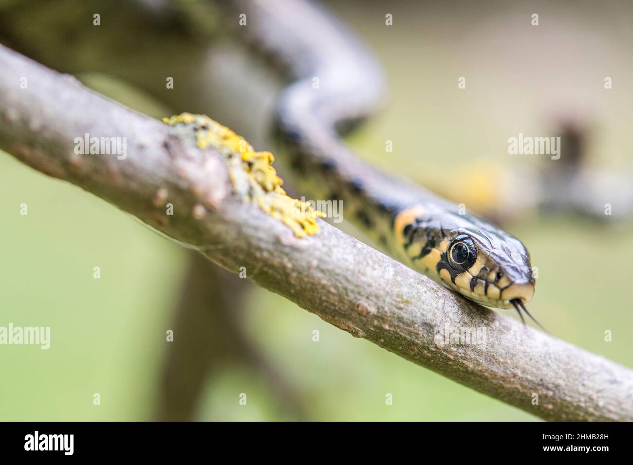 subspecies persa of the Grass snake (Natrix natrix persa Stock Photo ...