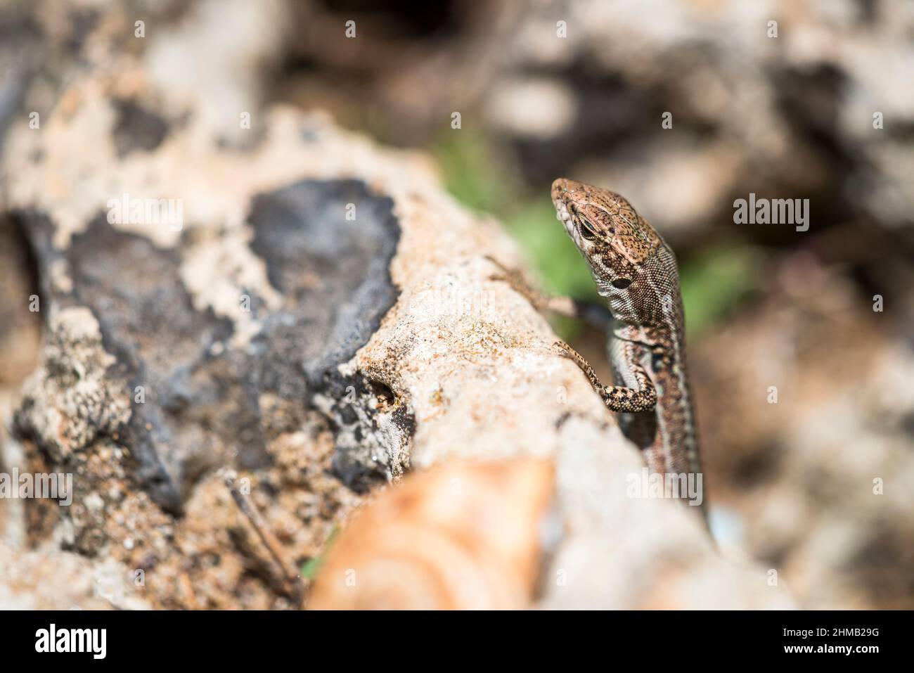 Podarcis cretensis, the Cretan wall lizard, is a species of lacertid ...