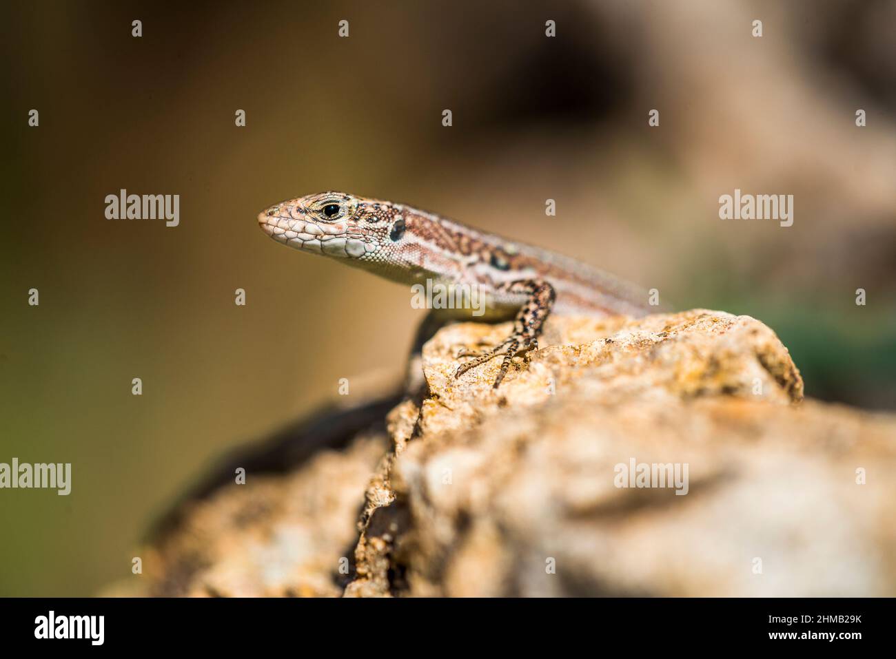 Podarcis cretensis, the Cretan wall lizard, is a species of lacertid ...