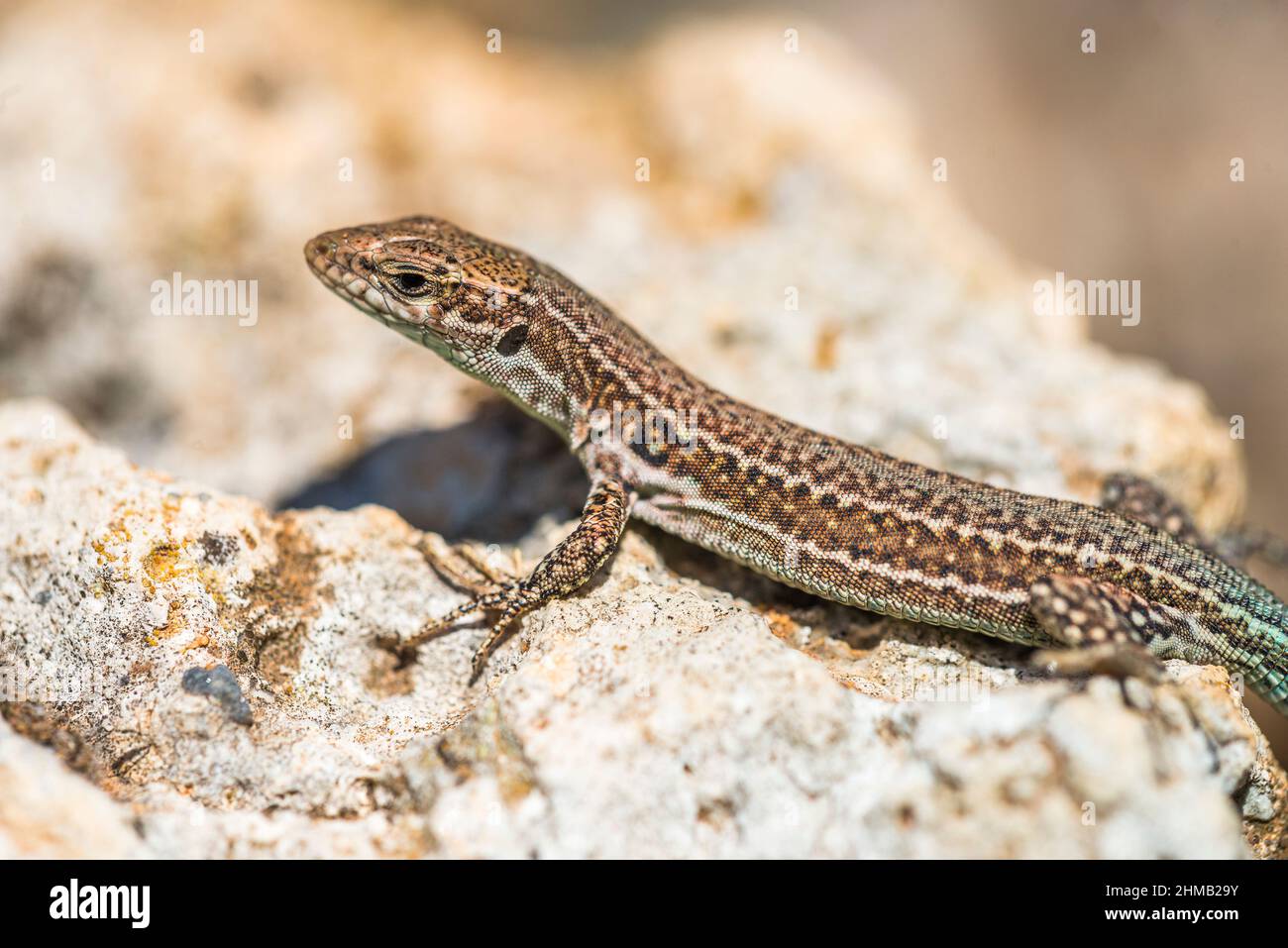 Podarcis cretensis, the Cretan wall lizard, is a species of lacertid ...