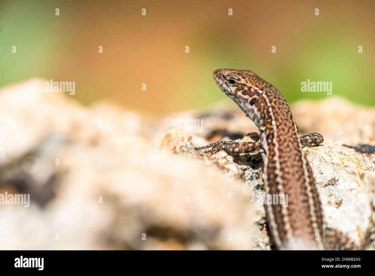 Podarcis cretensis, the Cretan wall lizard, is a species of lacertid ...