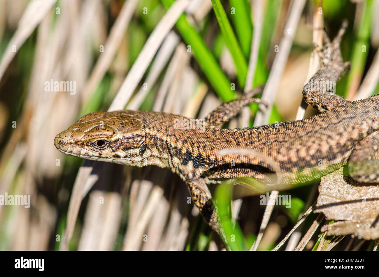 Common wall lizard (Podarcis muralis Stock Photo - Alamy