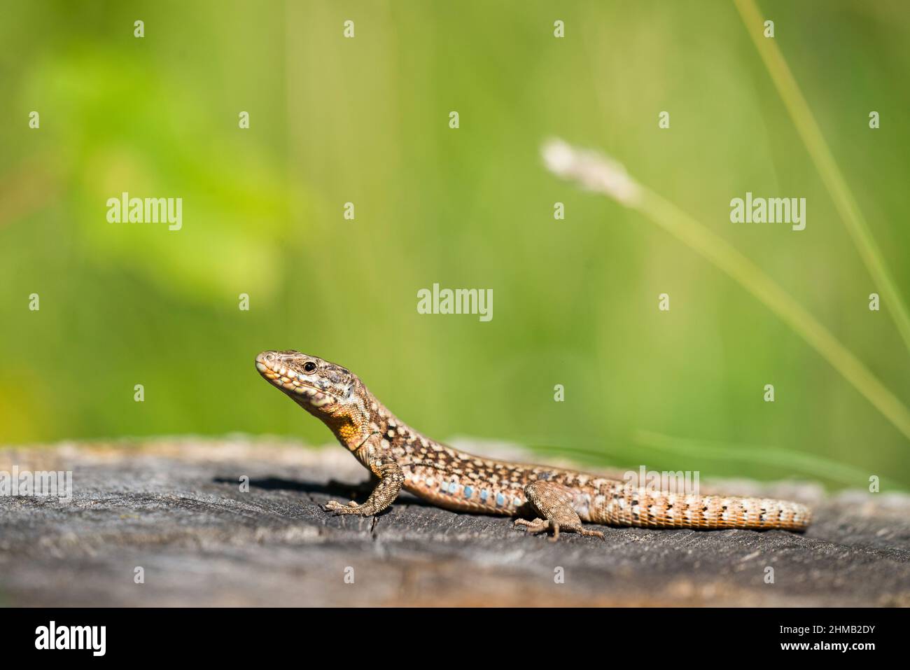 Common wall lizard (Podarcis muralis Stock Photo - Alamy