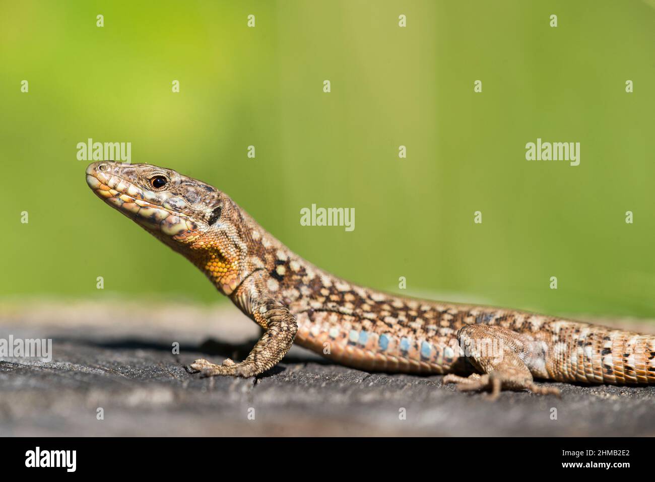 Common wall lizard (Podarcis muralis Stock Photo - Alamy