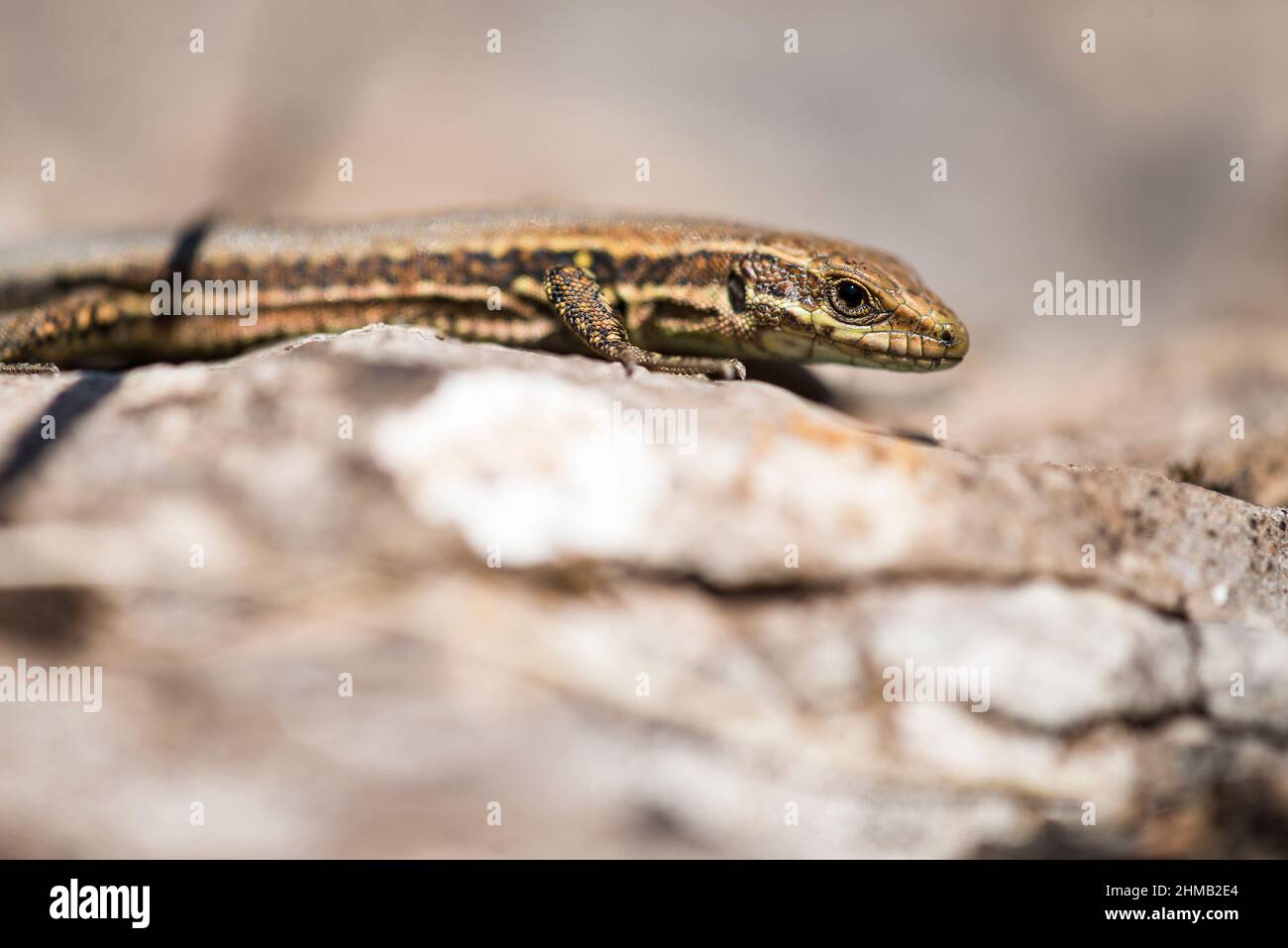 Common wall lizard (Podarcis muralis Stock Photo - Alamy