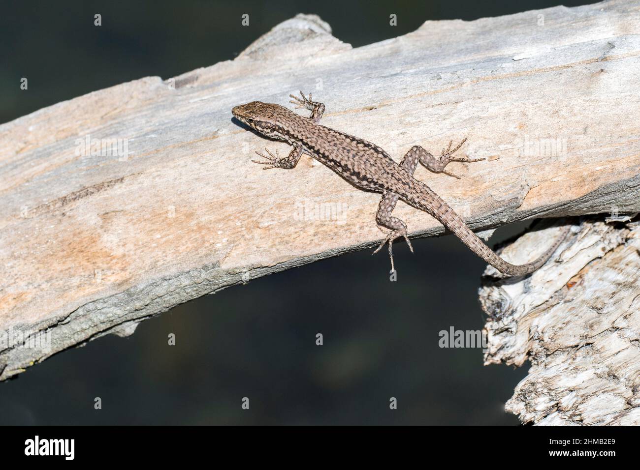 Common wall lizard (Podarcis muralis Stock Photo - Alamy